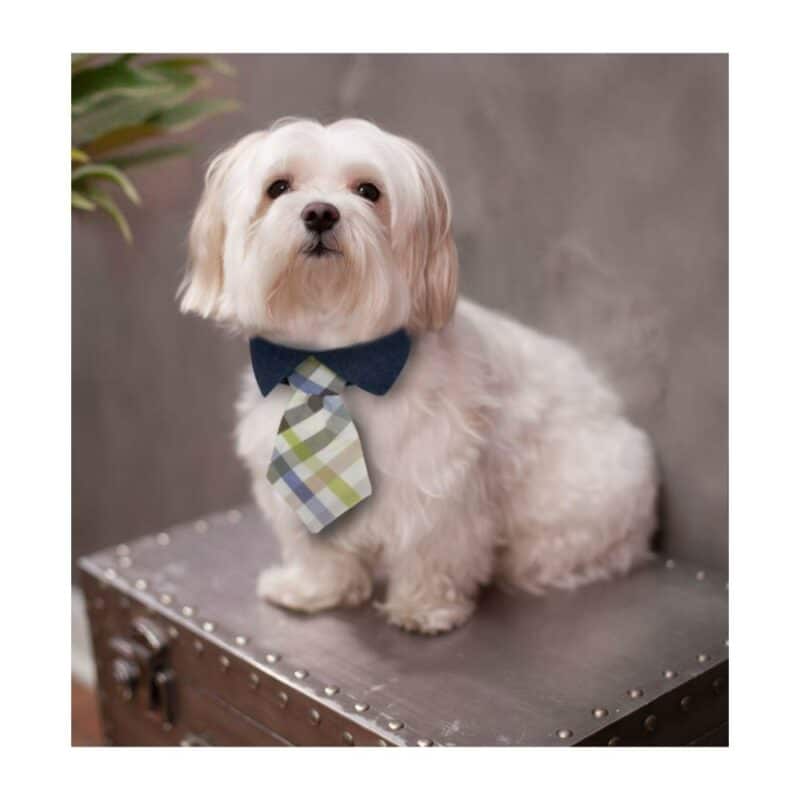 Gentledog - Cuello y corbata para perros - Mascotify Pet Shop