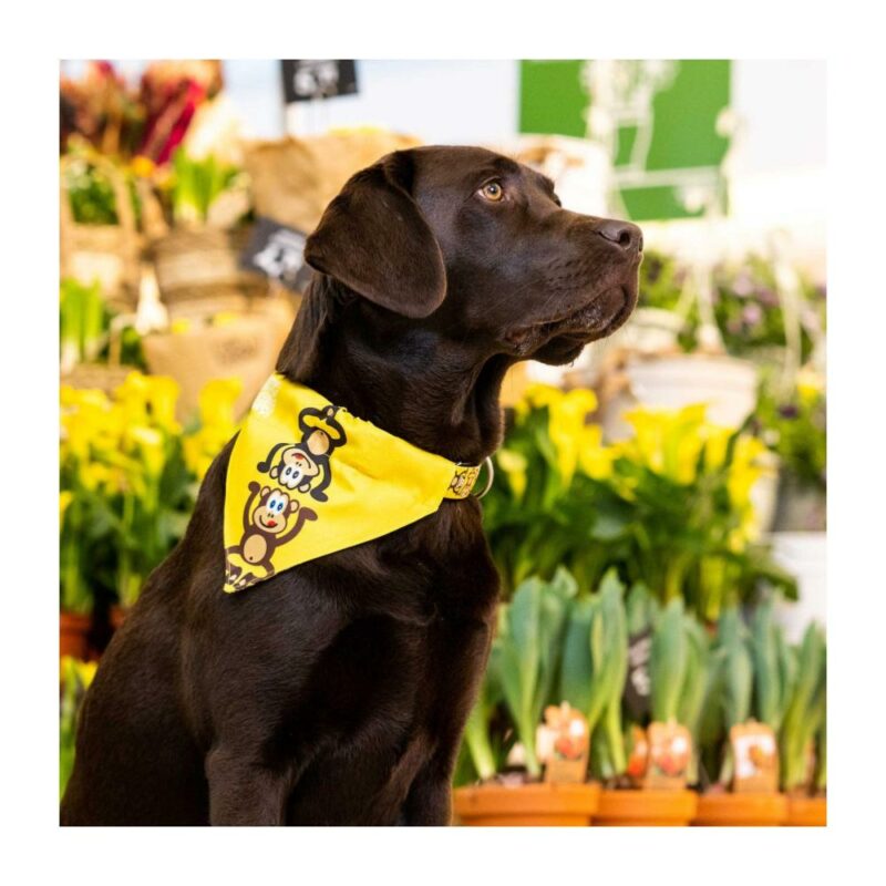 Max & Molly Bandana Reversible Monkey Maniac - Mascotify Pet Shop